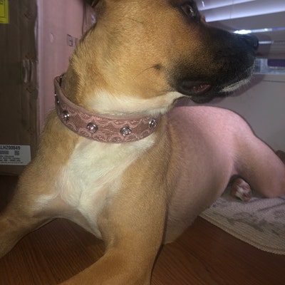 Lucky Dog Collar, Lucky Brand Dog Collar, Martingale Dog Collar. Bling ...