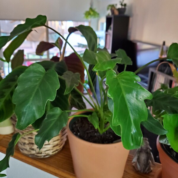 Floating Waters and Water Crystals Dinner Plate - Etsy