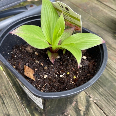 Spiraea Japonica 'lemon Princess' Live Plant 4 Pot Size Plant - Etsy