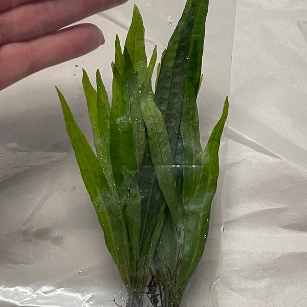 Java Fern Narrow-leaf (microsorum Pteropus 'narrow') - BUY3GET1FREE ...