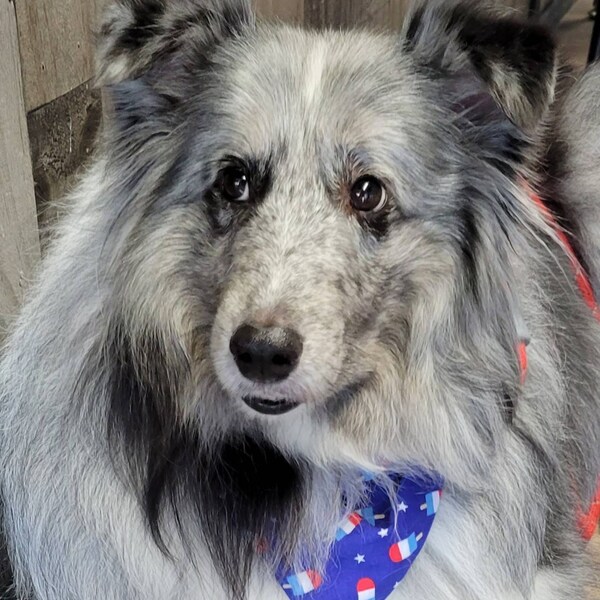 Monster Patches, Red Monster Patch, Birthday Patch, First Birthday ...