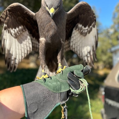 Falconry Glove Sculpture Glove Leather Falconry Glove - Etsy