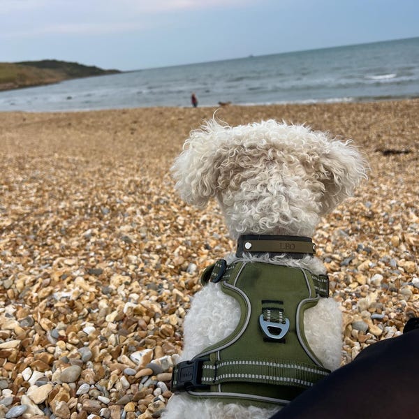 Khaki Waterproof Dog Collar | Personalised Biothane | Custom Print ...