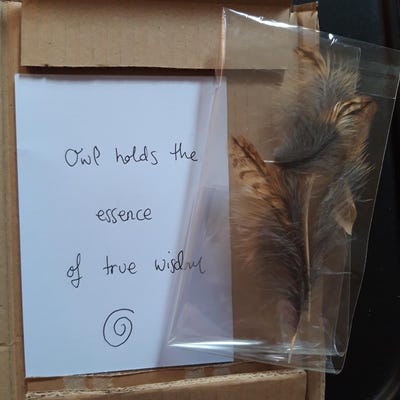 One Hawk Feather, Buzzard Feather, Raptor Bird of Prey Wing Feather ...