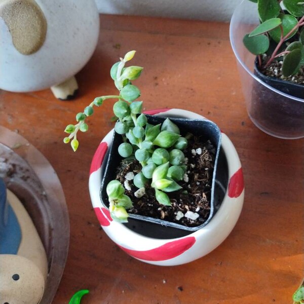 Senecio 'angel Tears' Variegata Succulent Plant - Etsy