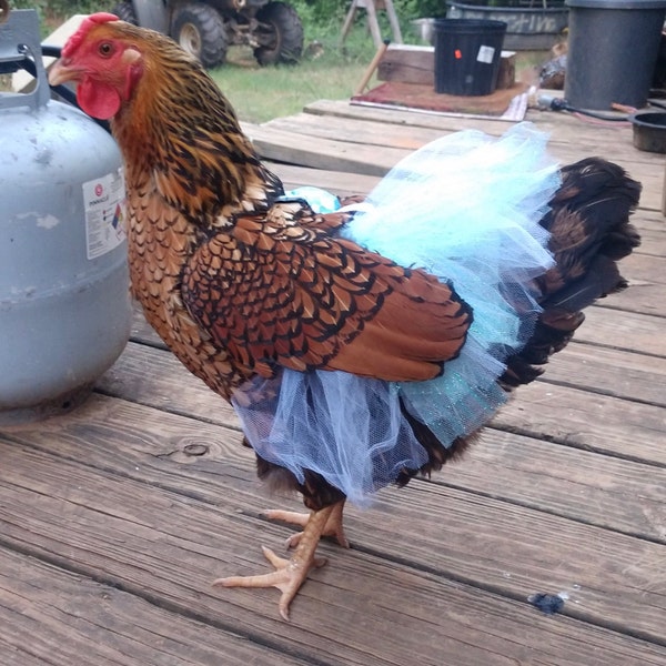 Standard Chicken Tutu Dress- Princess Dress for Your Hen - Etsy