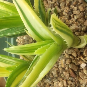 Zone 8 Plant, XL Agave Americana 'marginata' Variegated Century Plant ...