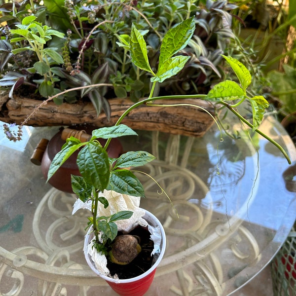 400 Organic Seeds of Waterleaf Gbure, Mgbolodi and Ebe Dondon, Talinum ...