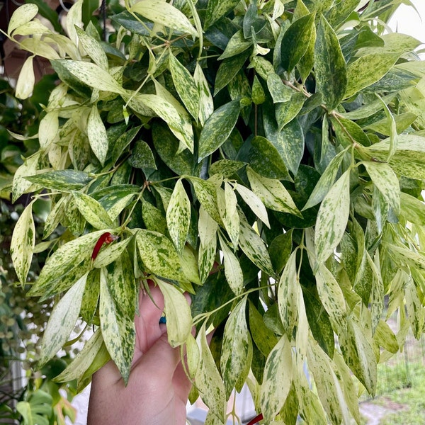 Variegated Mini Mona Lisa Lipstick Plant | LIVE Houseplant | Nodes ...