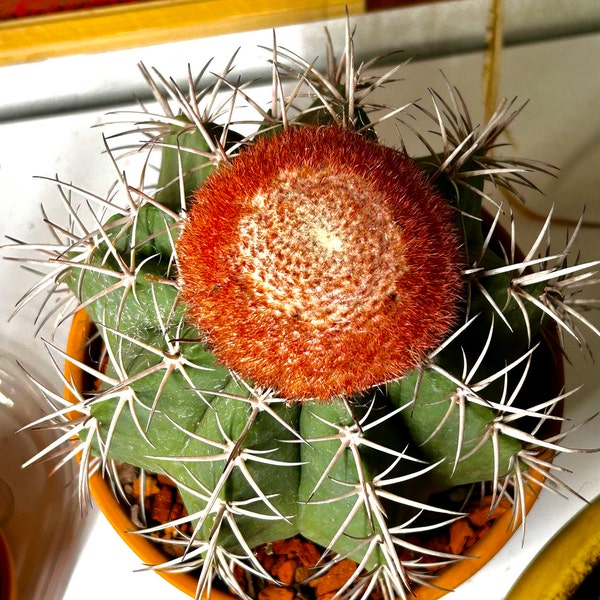 Melocactus Curvispinus Live Rooted Cactus From Seed Grown - Turk's Cap ...