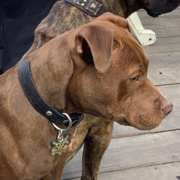 Aged Leather Belt Studded. Skull Loop Design. 2 Inches Wide. BLACK - Etsy