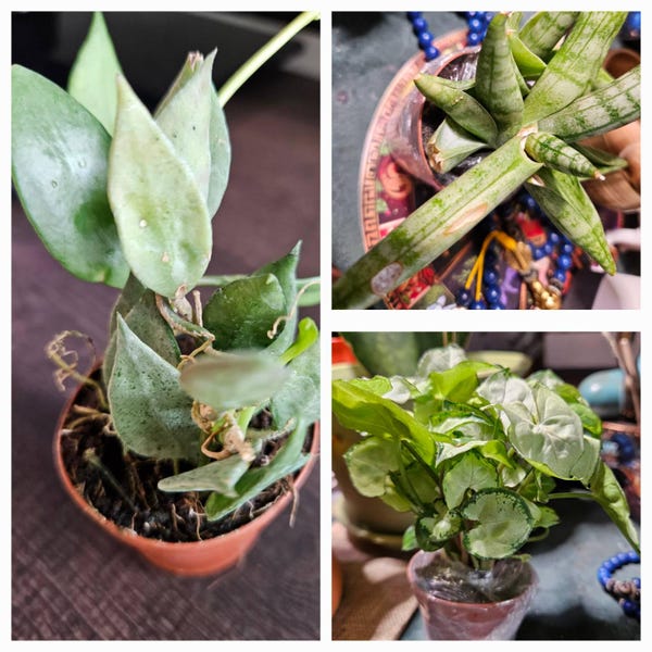 Peperomia Piper Parmatum Live Plant | Peperomia Plant Starters | Pet ...