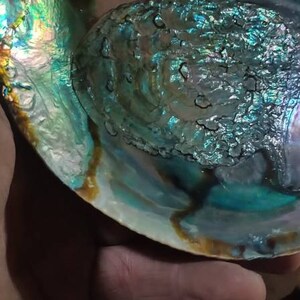 3-7 IN Green Abalone Sea Shell ,incense Burner, Sea Shell, Chameleon Abalone Shell, Wholesale ...