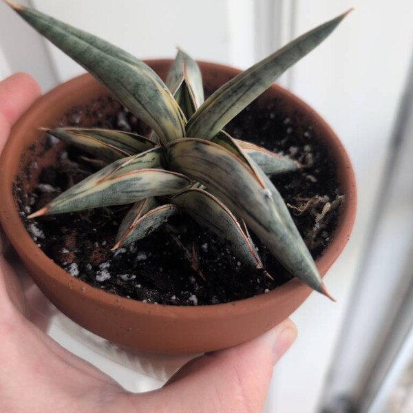 Rare - Aloe AJR Hybrid | Indoor Succulents | 3.5" Planter - Etsy