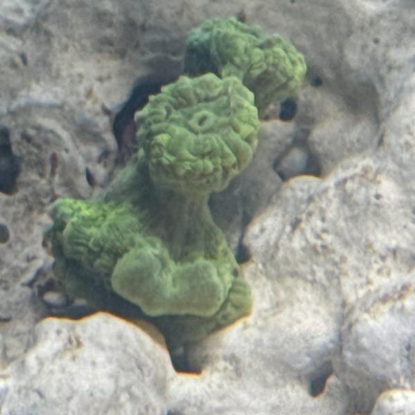 Bicolor Frogspawn Coral Frag Saltwater Aquarium Corals - Etsy