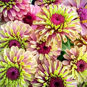 Zinnia Dwarf Button Box mixed 132 - Etsy