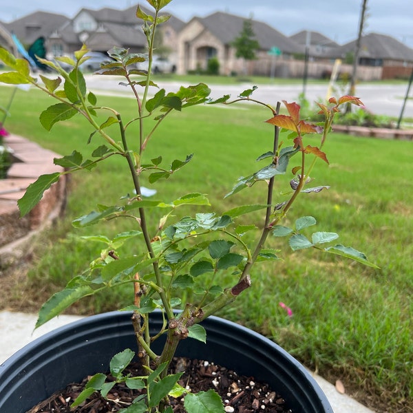 Rose【scheherazade| シェエラザード】-1.5 Gal Ownroot | Rare Rose| Strong ...