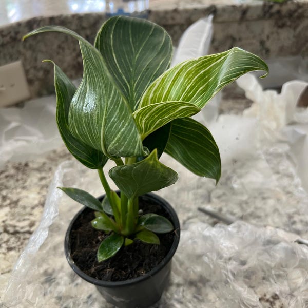 Philodendron Birkin Large Plant | Variegated Philodendron Birkin ...