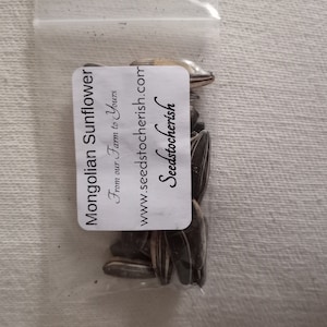 15 Heirloom Chinese Redbud Tree Seeds. USA Beautiful Pink - Etsy