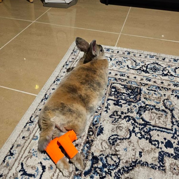 Digital Download Plans for Luxury Bunny Cubby Free Roam Rabbit Cat Home ...