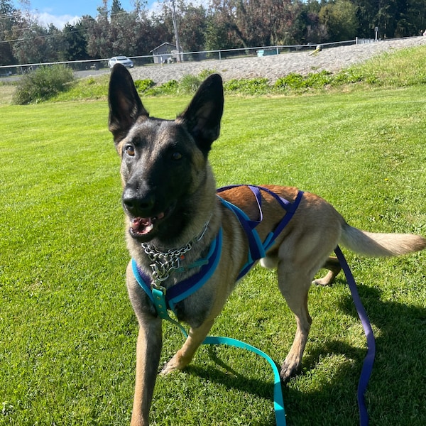 Dog Sledding Bikjoring Skijoring Canicross Scootering Harness Urban ...