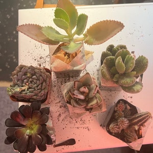 Pickle Plant Succulent 2 Inch Live Succulent Plant - Etsy