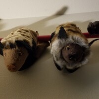 Bat Plush, Fruit Bat, Albino Flying Fox , Halloween Gift Bat Lovers ...