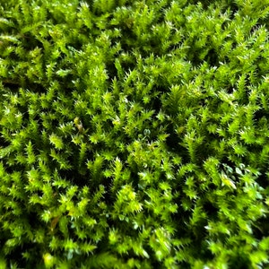 Live Clean and High Quality Planted Sheet Moss & Cushion Moss - Etsy