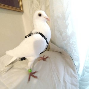 Leashes for Chicken / Duck Diapers - Etsy