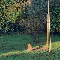 Rusty Metal Otter Outdoor and Garden Art Gift Otter Garden - Etsy UK