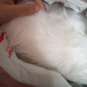 Hologram Transparent Leopard Print Plastic Vinyl Fabric - Etsy