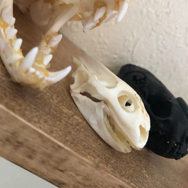 Exquisite Real Soft Shelled Turtle Skull Bone Specimen After Cleaned ...