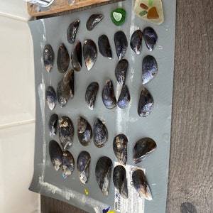 3 X Blue Mussel Shells Decor, Easter Tree, Decorations, Baubles ...