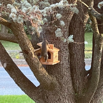 Squirrel House/nesting Box - Etsy