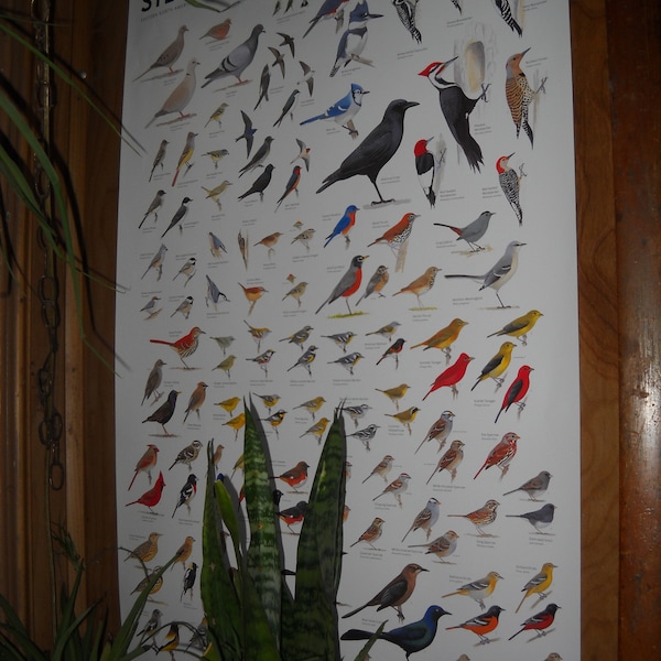 Sibley’s Common Trees of Eastern North America Poster - Etsy