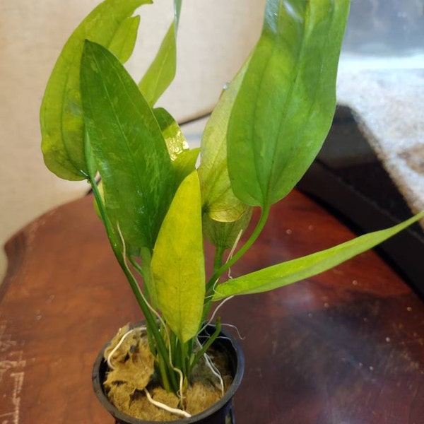 Marble Queen Radican Sword Plant (echinodorus Sp.) - BUY3GET1FREE ...