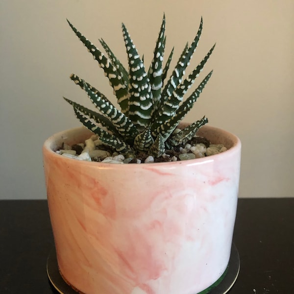 Cow Bull Ceramic Bonsai Pot Air Plants Succulent Animal Planter Home ...