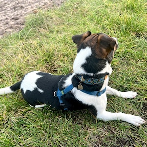 Dog Neck Band With Name. Custom Pet Id. Engraved Dog Collar. - Etsy