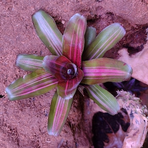 Aechmea Chantinii Samurai - Etsy