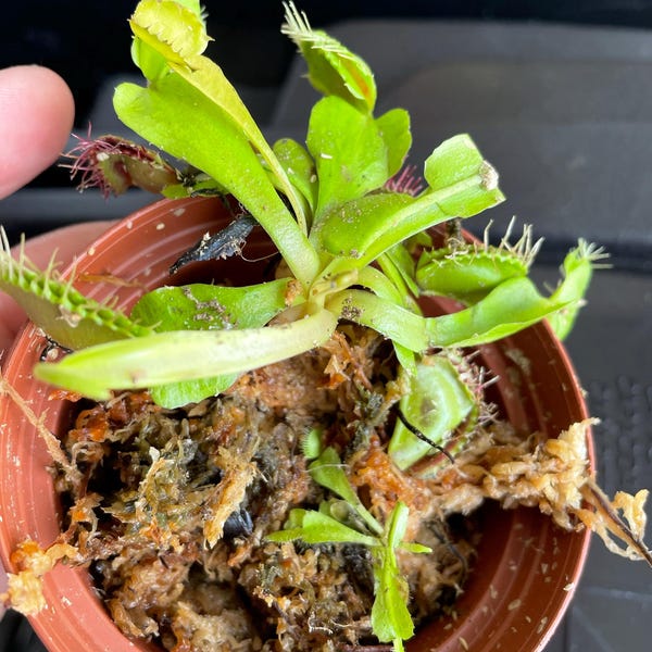 Mini Terrarium Plants (6 Plants) (2" Pots) Fairy Garden Plants Assorted ...