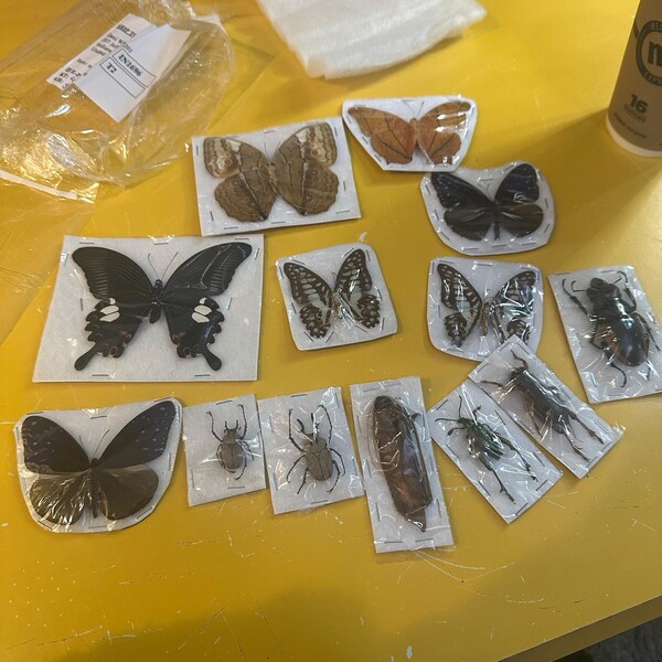 15 Real Assorted Beetles Bees Cicada Scorpion Butterfly - Preserved ...