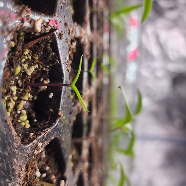 Naga Black Twister Pepper Premium Seed Packet - Etsy