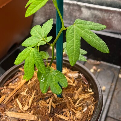 Che Tree Seeds cudrania Tricuspidata Packet of 5 Seeds - Etsy