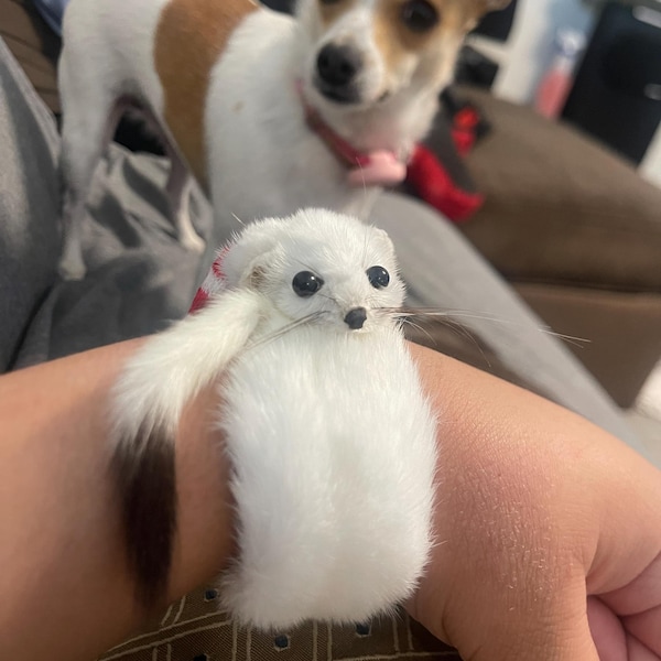 Weasel Slap Bracelet, Sherman the Ermine, White Ermine Slap Bracelet ...
