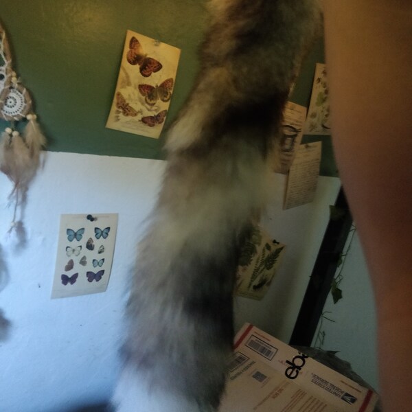 Taxidermy, a Pair, of X - X Mating Stoat or Long-tailed Weasels ...
