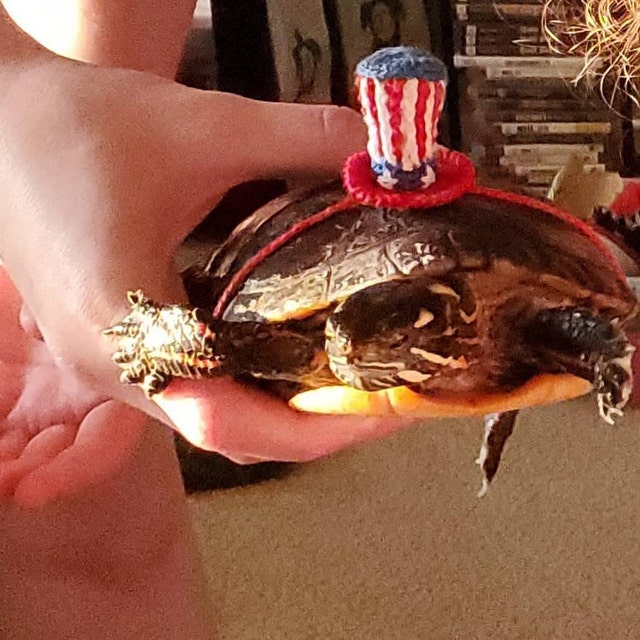 Tortoise sweater turtle costume tiny hats for pets by HarmonyDecor