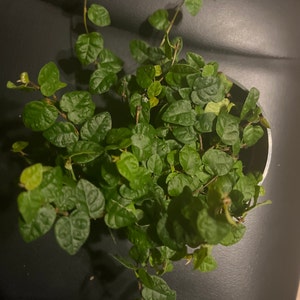 Creeping Fig ficus Pumila 2 Pack Living Wall , Groundcover ,house Plant ...