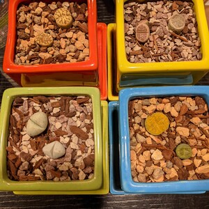 Live Limited Rare Lithops Olivacea C109 / Lithops Olivacea / Exotic ...