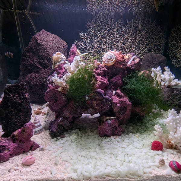 Real Jungle Mud Starfish Orange Brown Amber Color One 1 Pcs 2 to 3 1/2 ...