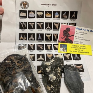 Make Yer Own Shark Art Kit Reef Shark | Etsy